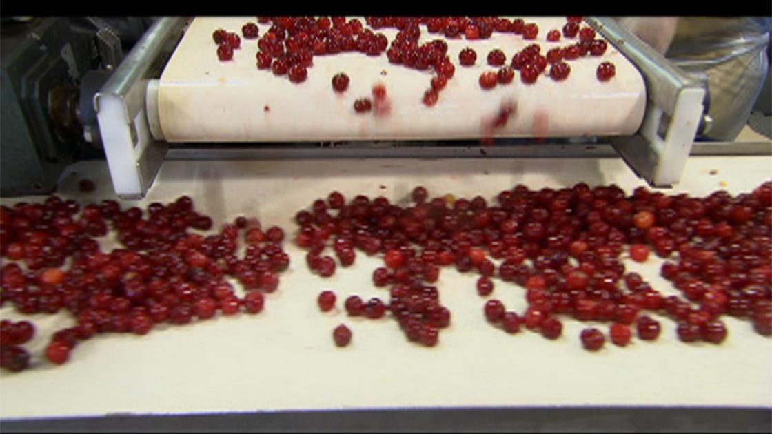 Making Stuff - S1E41 - Jam | Knowledge Kids